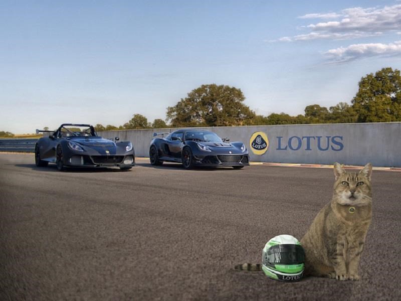 Lotus quiere que vayas a correr con tu gato